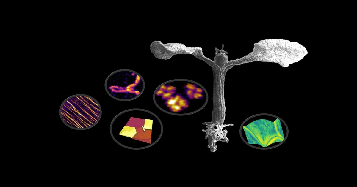 Physics of biological shape: from molecules to organisms and biohybrid ...