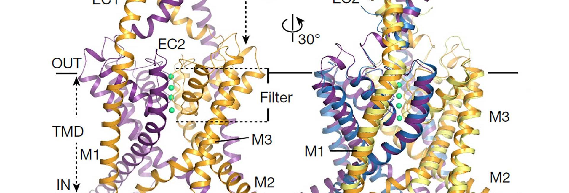 ion channel structure